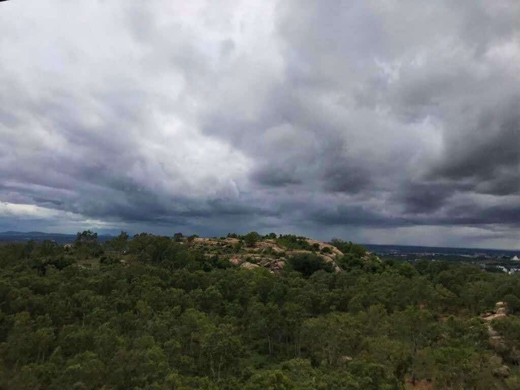 Why has the 'tree park' plan in Turahalli forest irked Bengaluru ...