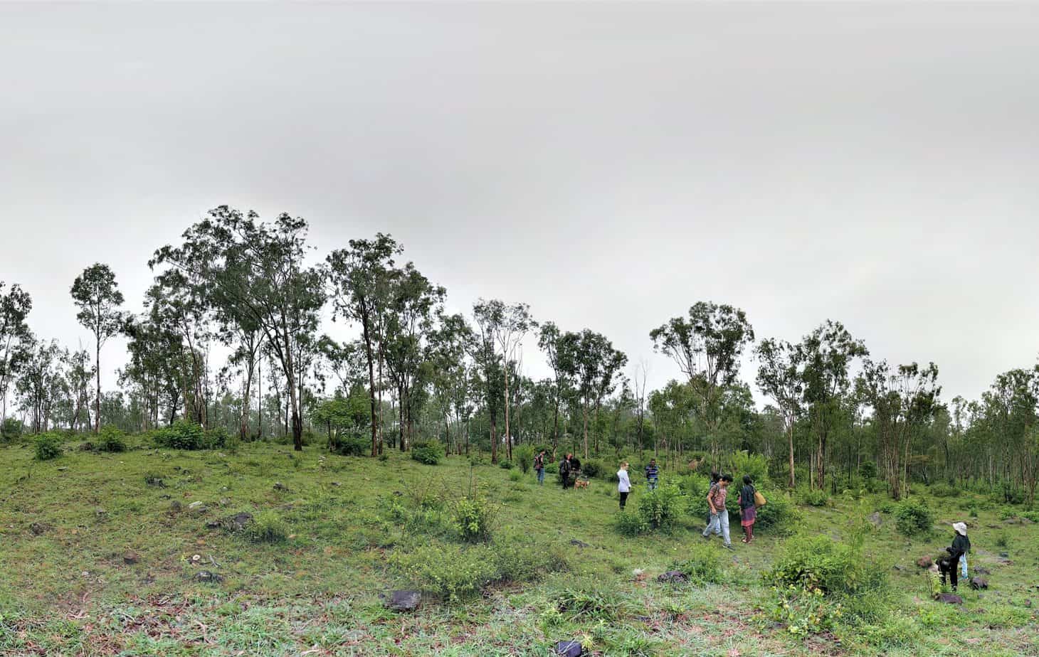 Making Turahalli a model for urban forests - Citizen Matters