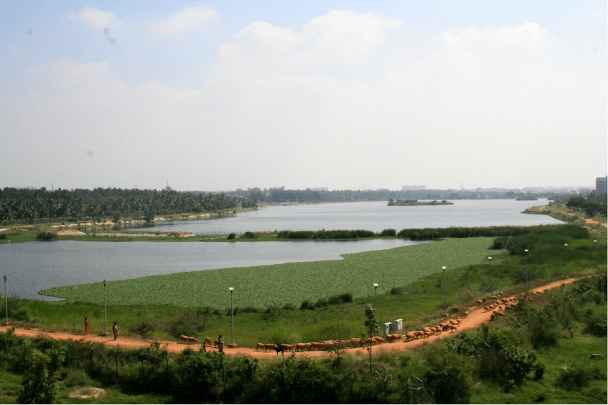 Towards a water-sensitive city: The story of Jakkur Lake - Citizen Matters