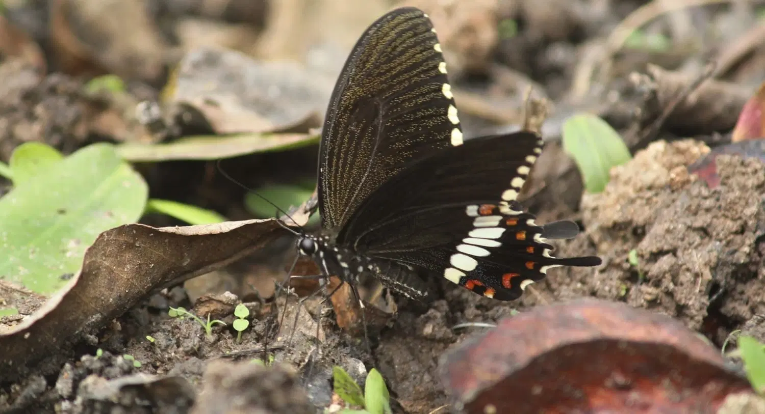 Green wisdom: More valuable lessons from ecological living - Citizen Matters