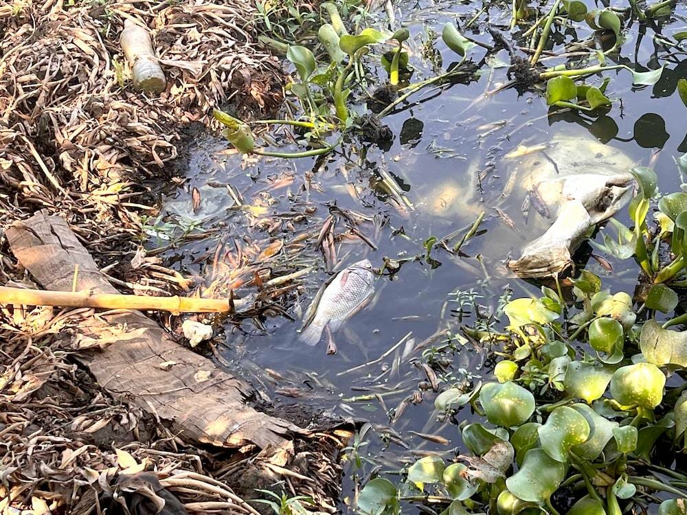 How to stop fishkill in Bengaluru's lakes - Citizen Matters