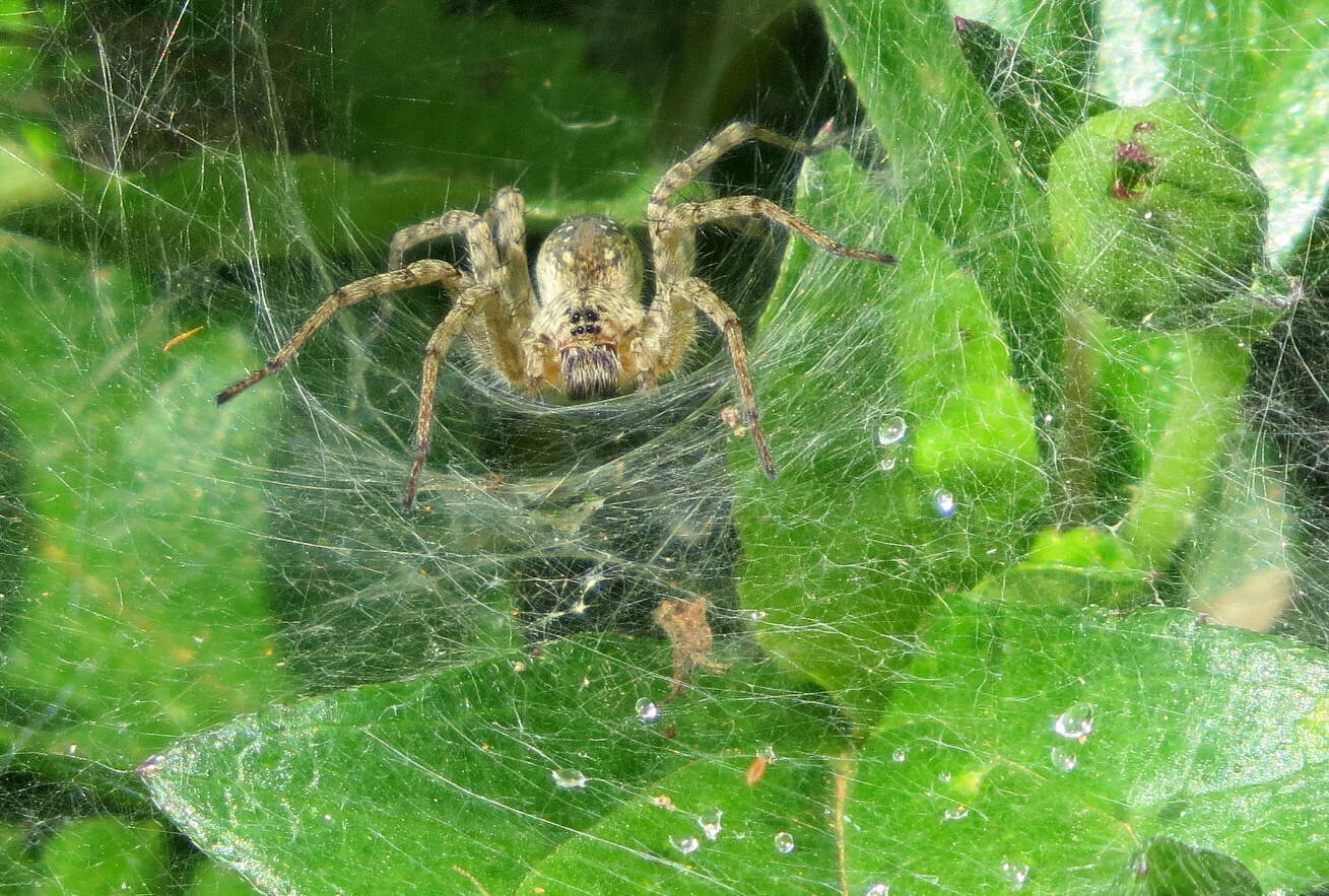 When a funnel leads to a spider's home