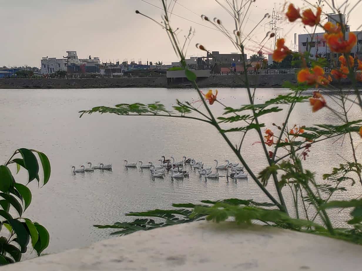 As Chennai reels under water crisis, faulty restoration of Paruthipattu ...
