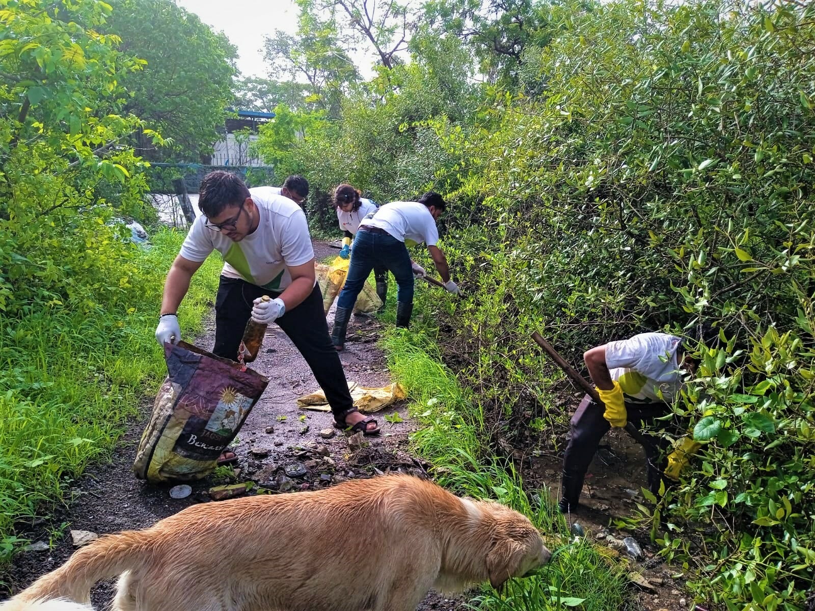 Saving Navi Mumbai's mangroves, one week at a time, for over 150 weeks ...