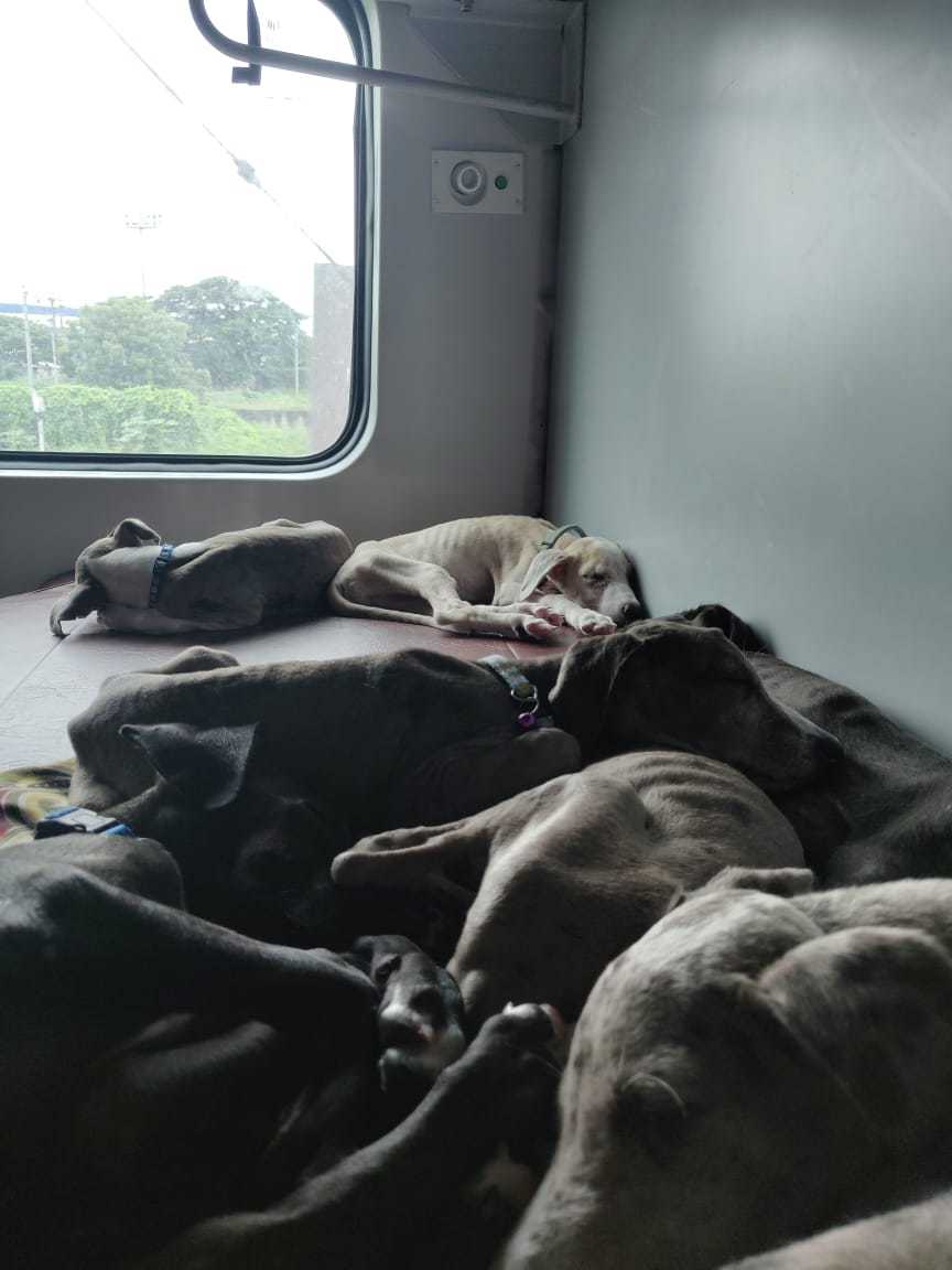 A guide to traveling with pets on Indian Railways - Citizen Matters