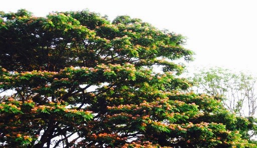 Is it African Tulip or Akasha Mallige? Here's a guide to tree-spotting ...