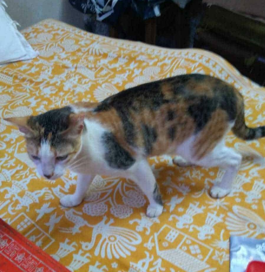 Midnight rescue operation saves cat - Citizen Matters