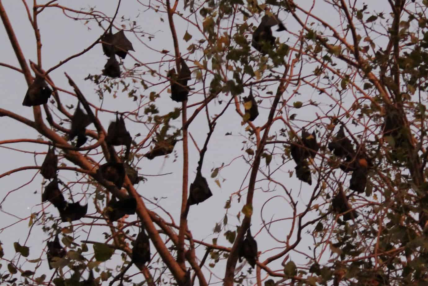 Bats in our backyards. Are they dangerous? - Citizen Matters