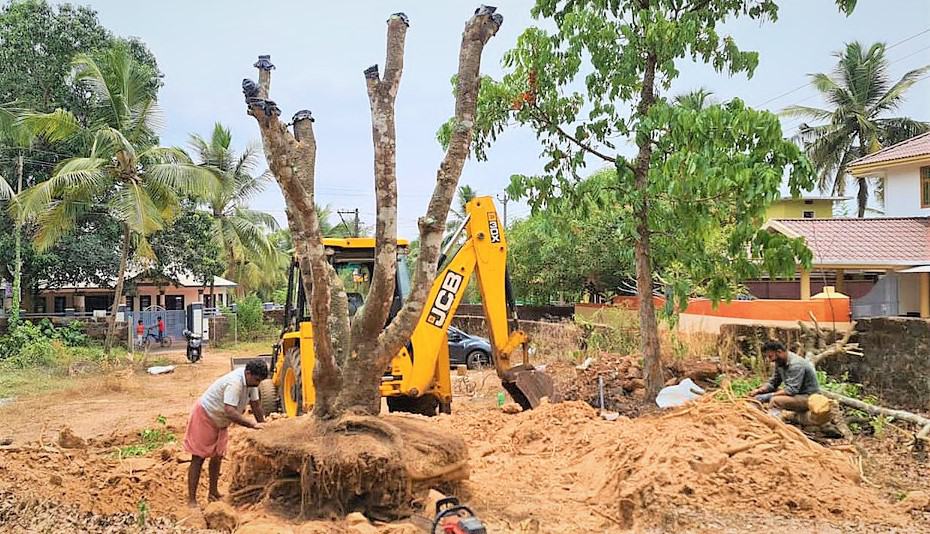 What does it take to transplant a tree? - Citizen Matters