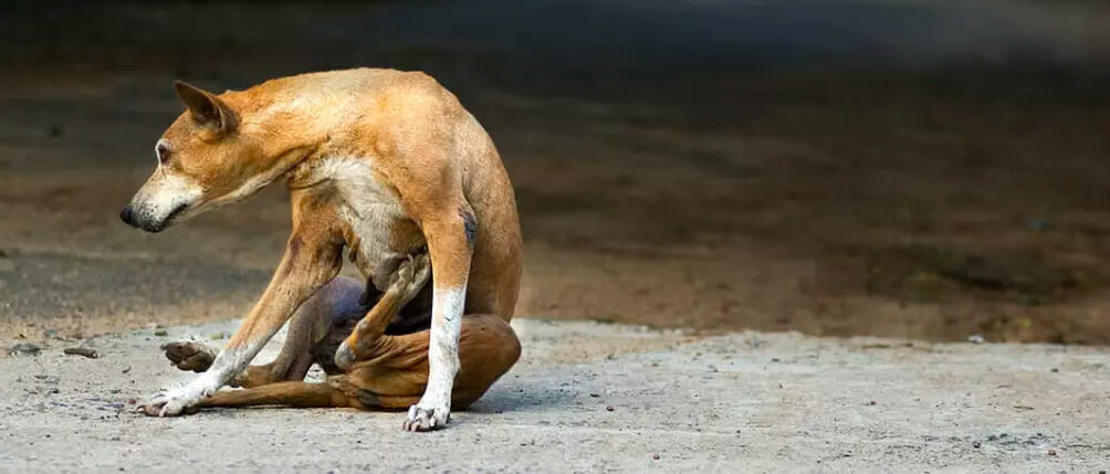 Webinar alert: Finding solutions to street dog management in Chennai ...