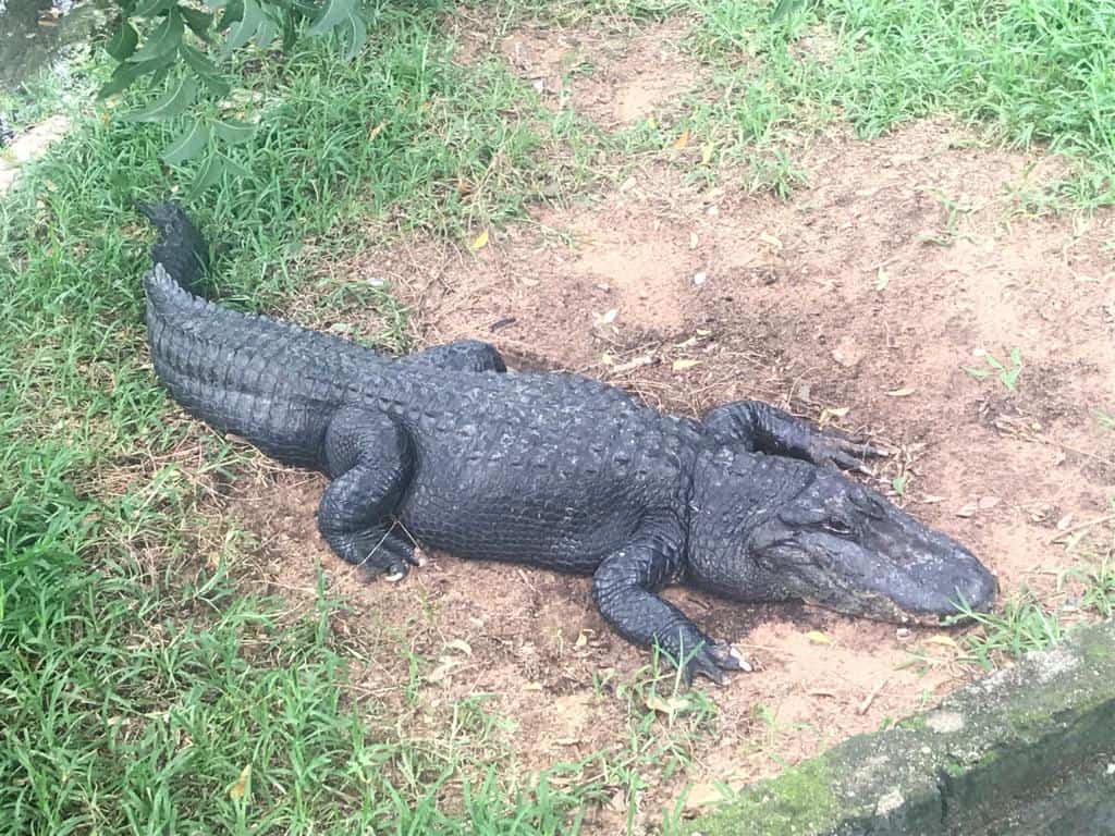 Madras Crocodile Bank needs your help to tide over COVID-19