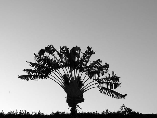 Nature walk-n-Talk at IIMB campus - Citizen Matters
