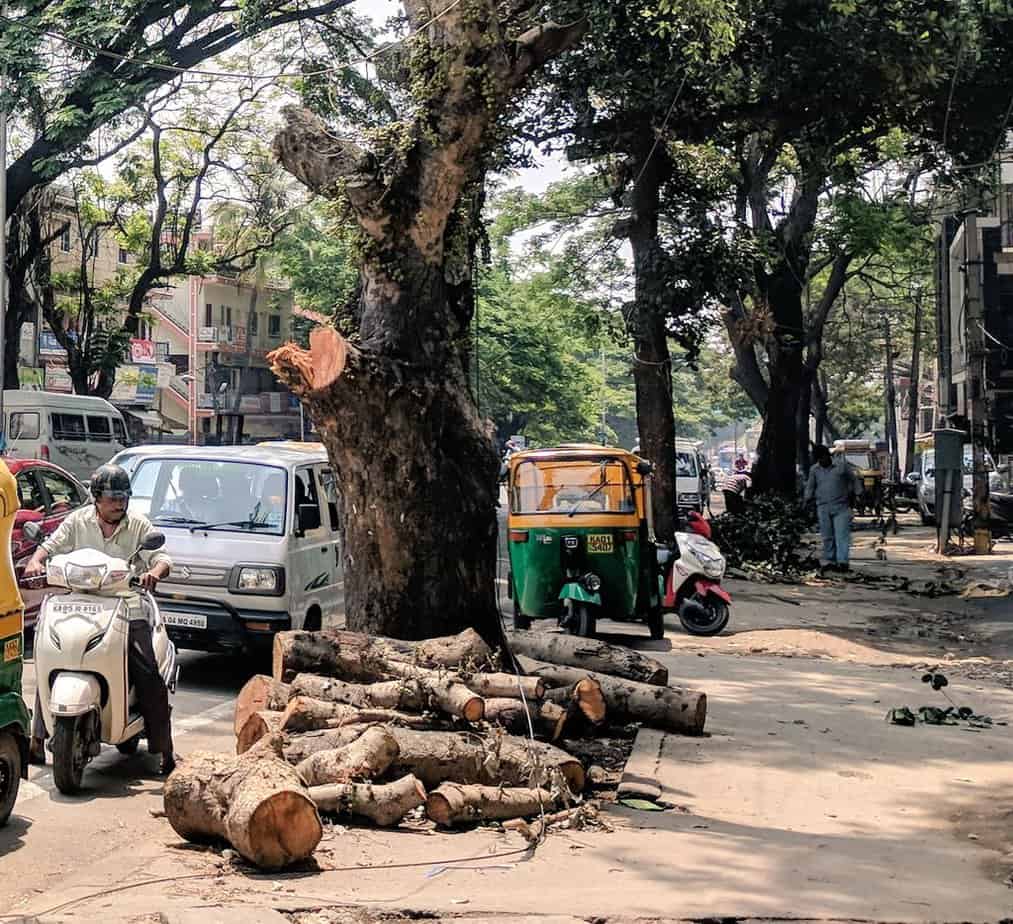 Namma Metro: Trees axed in Whitefield, compensatory planting in Uttara ...