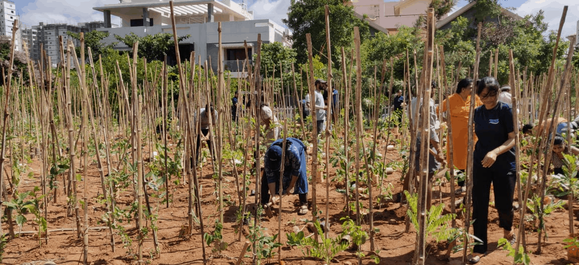 How to build a micro forest in your backyard - Citizen Matters