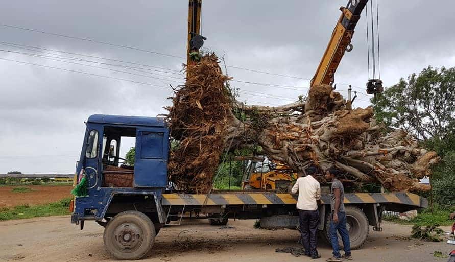 Is tree transplantation really worth it? - Citizen Matters