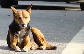 How to deal with street dogs in Bengaluru - Citizen Matters