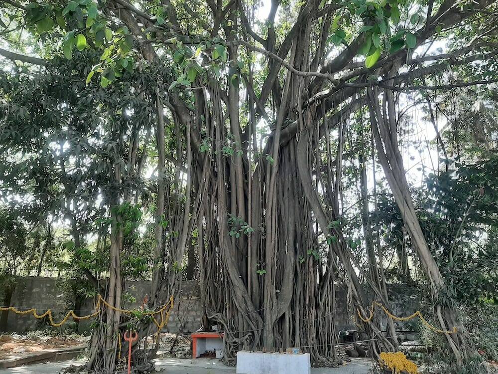 Behind the tree that is still standing in Bengaluru, there is a person ...