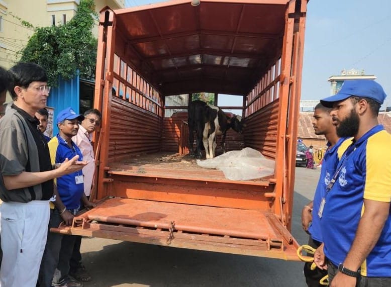 Managing stray cattle: A bovine challenge in Chennai streets - Citizen ...