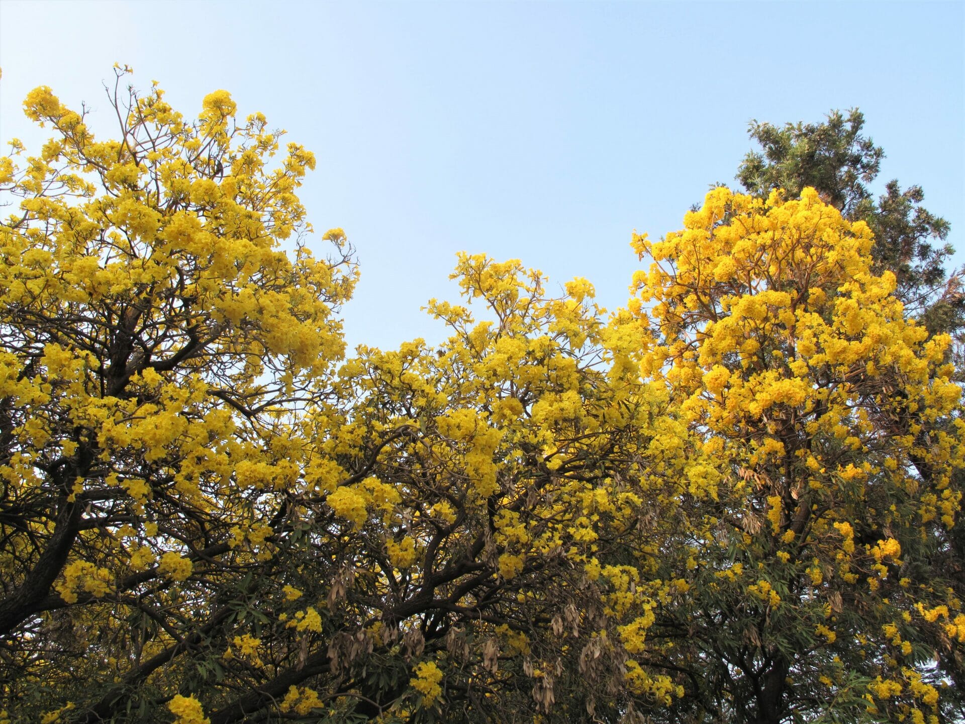 When yellow trees disappeared overnight in the 'green city' of ...