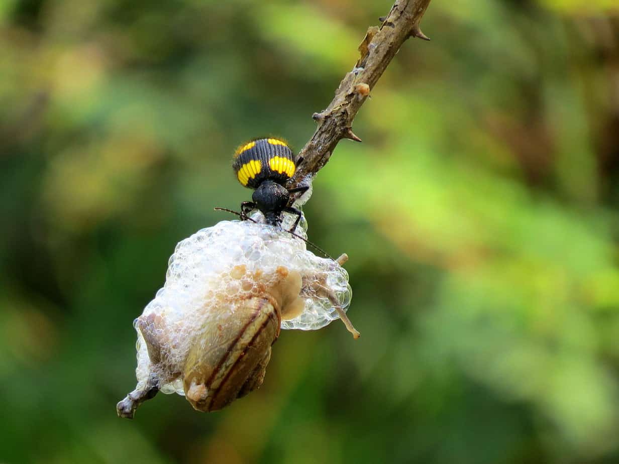 Small-scale warfare - Citizen Matters