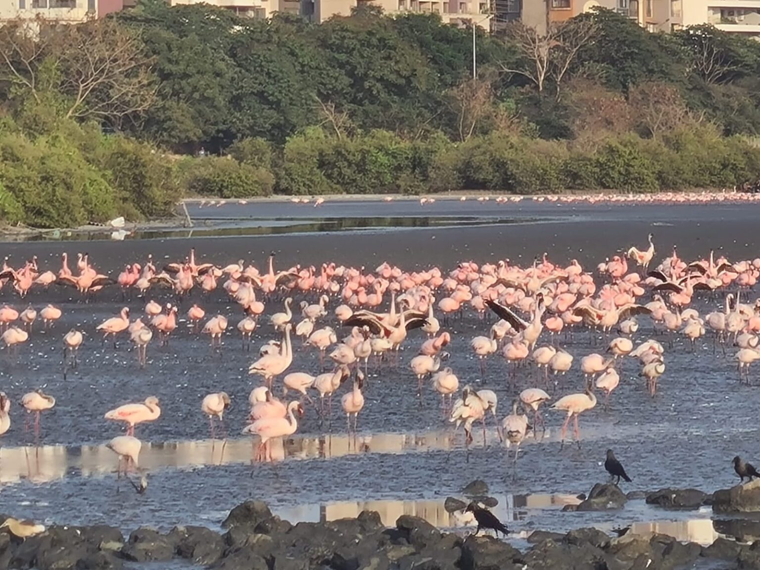 CIDCO's new flamingo study raises questions on Navi Mumbai airport ...