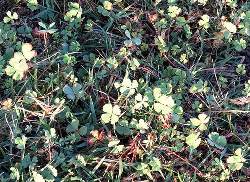 Finding a four-leaf clover, luck and legends