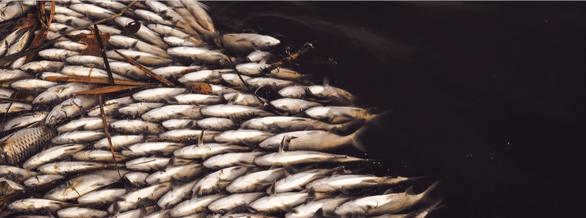 Why are so many fish dying in our neighbourhood ponds and lakes ...