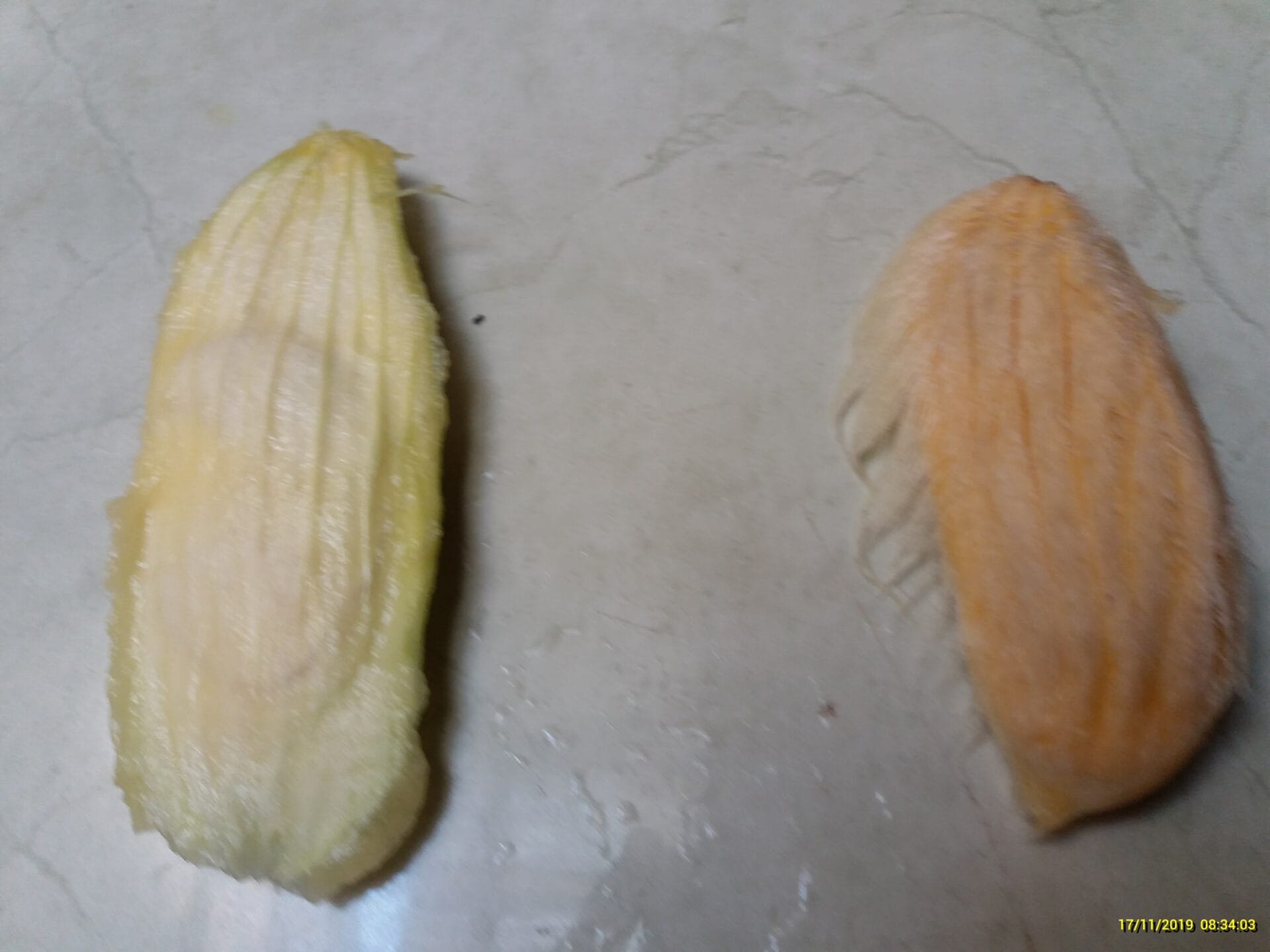 Mumbai's sweet secret: Mango seed collection for more trees, more ...