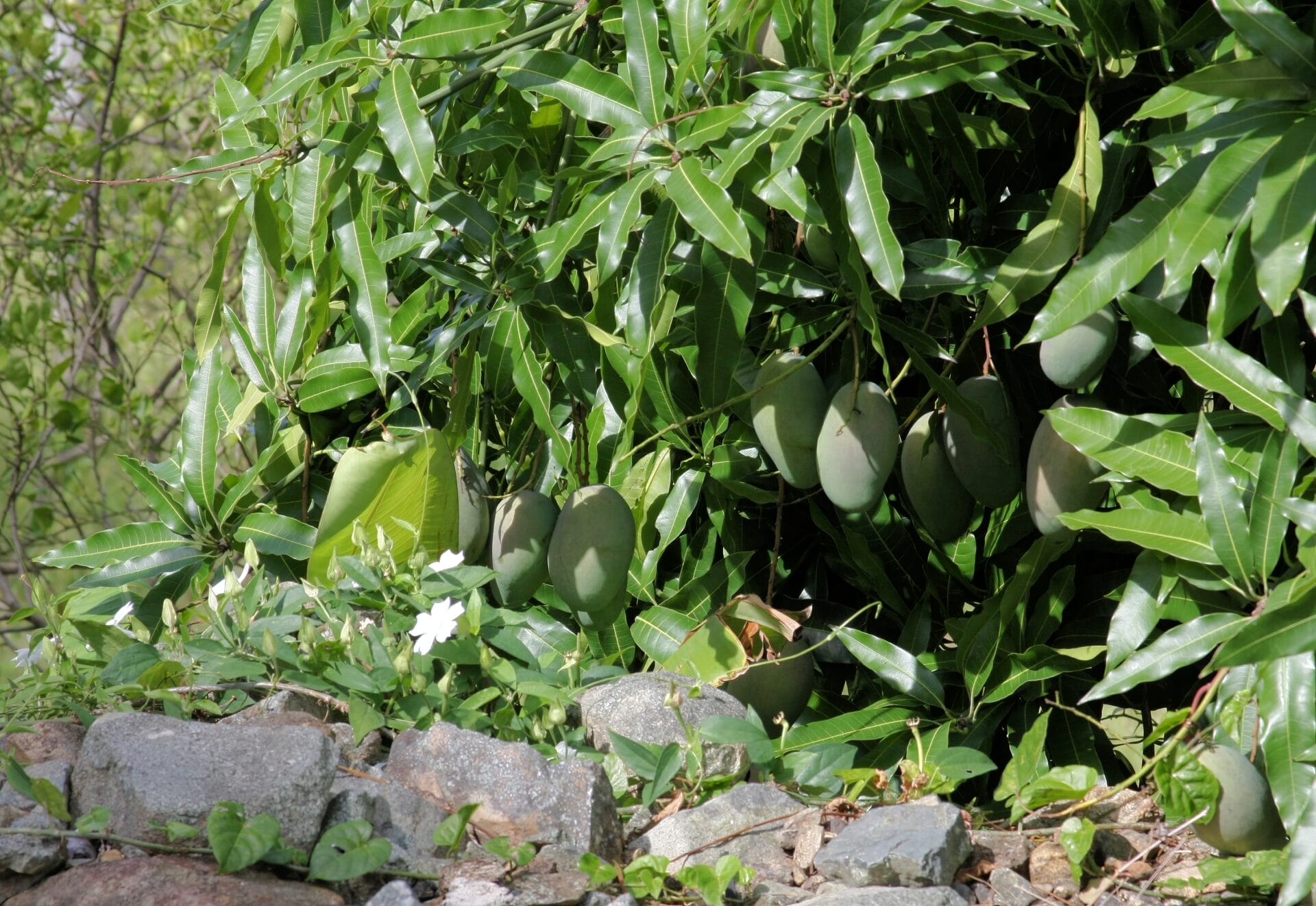 Mumbai's sweet secret: Mango seed collection for more trees, more ...