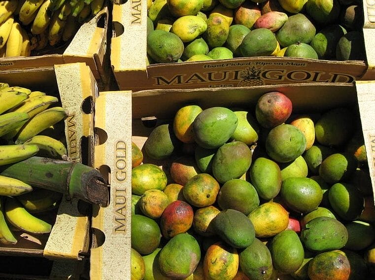 Mumbai's sweet secret: Mango seed collection for more trees, more ...