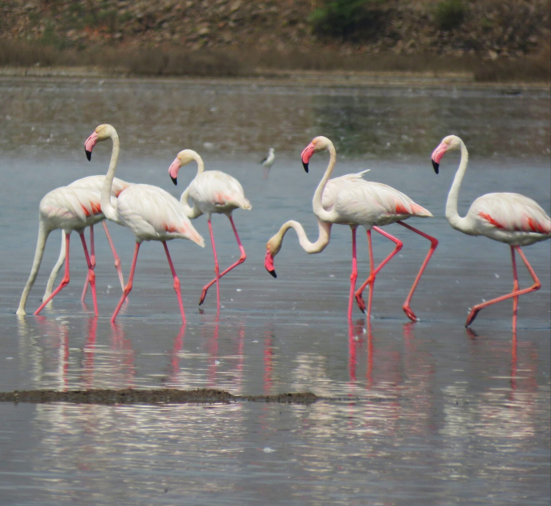 Panje wetlands are drying up even as green activists fight for them