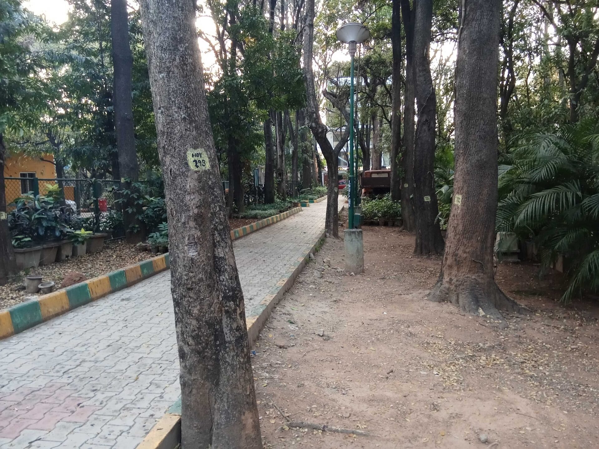 Bengaluru’s tree census: Flawed data undermines efforts to protect city ...