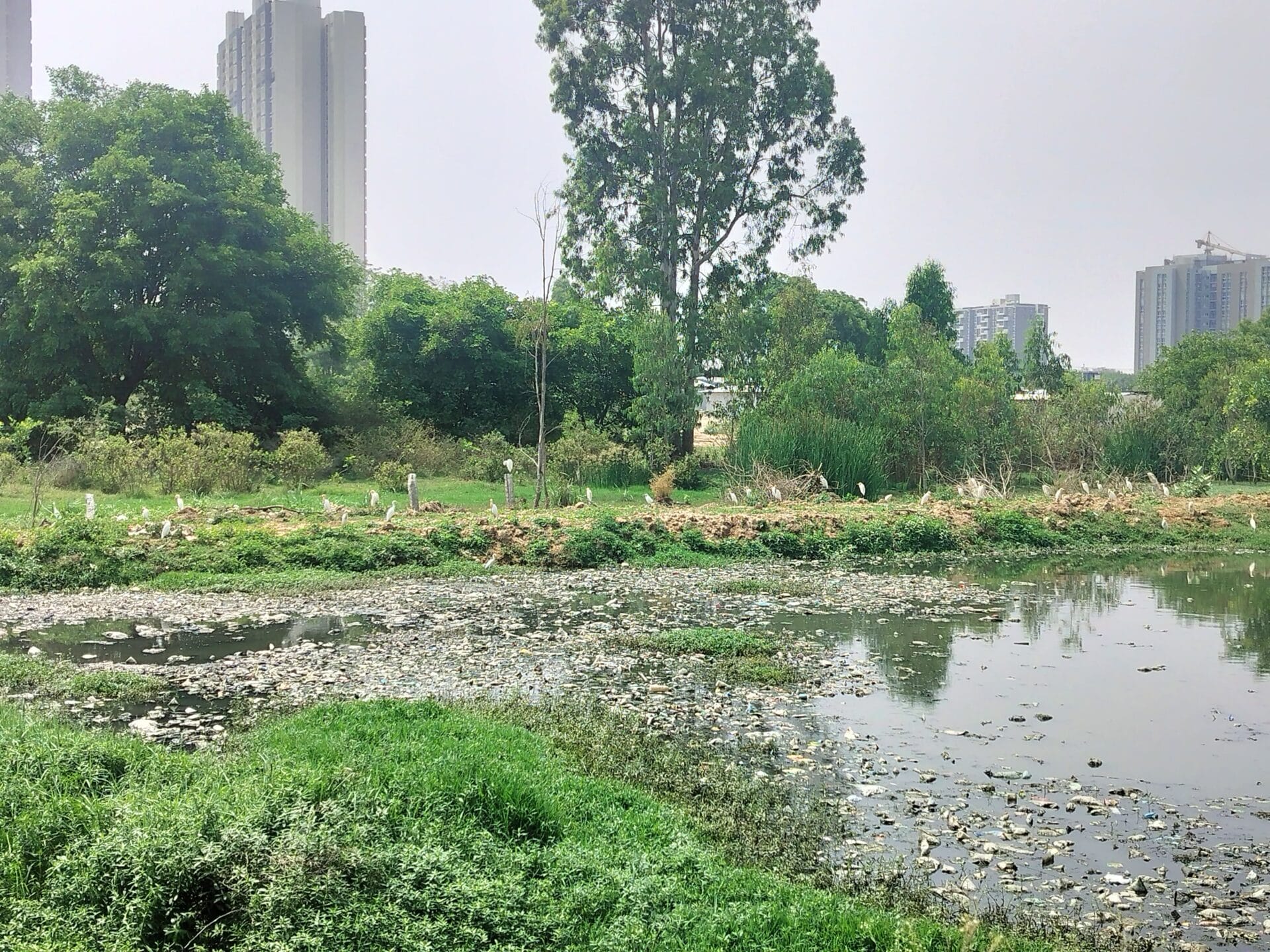 A tale of two lakes: What it says about lake restoration outside BBMP ...