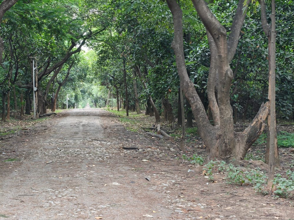 Kadugodi in crisis: Why Bengaluru must save this vanishing urban forest ...