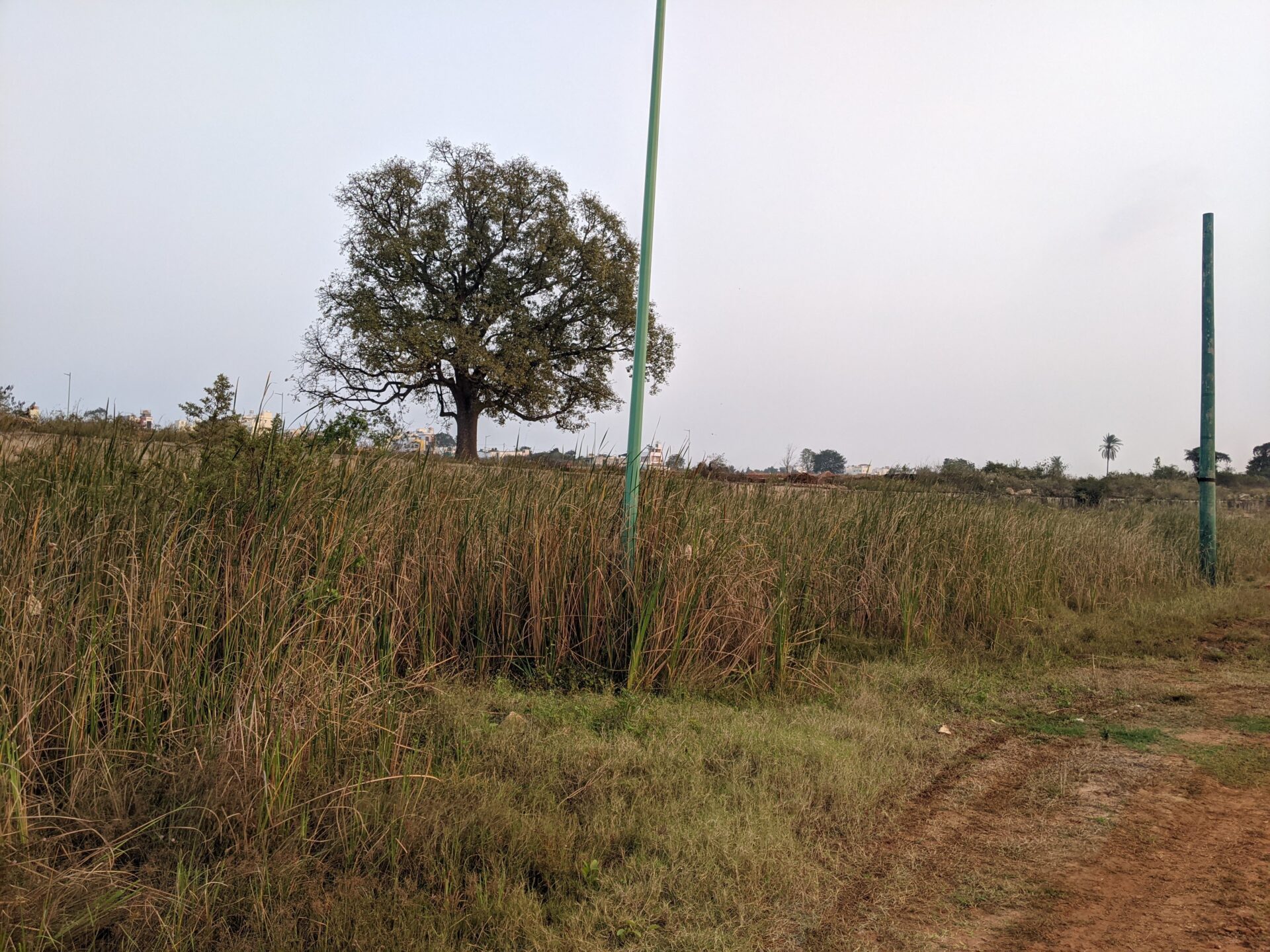 BDA's tree plantation drive faces accountability issues, not accounting ...